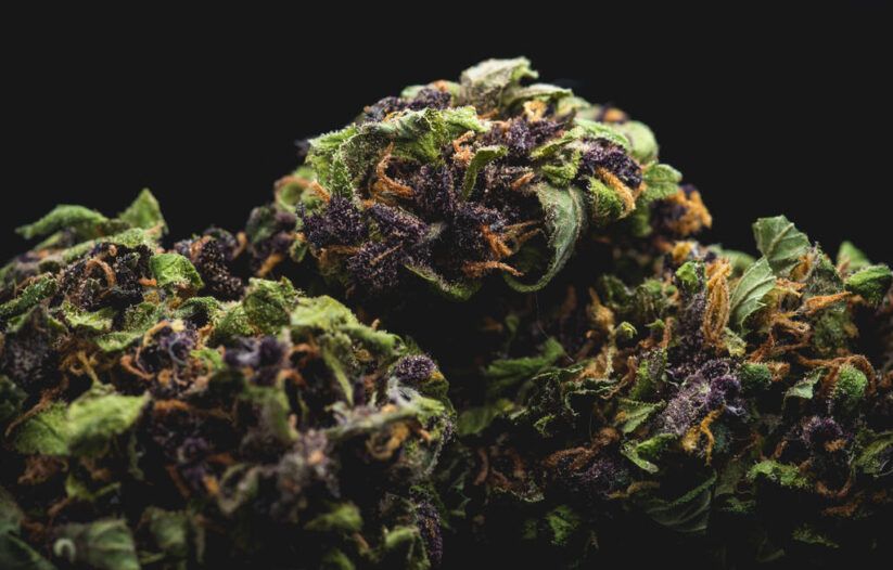 Maine Marijuana Sales Reach $230 Million in 2025 as Prices Reach New ...