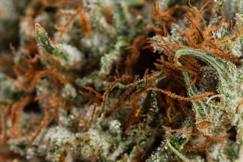 Where All 100 U.S. Senators Stand on Cannabis Law Reform