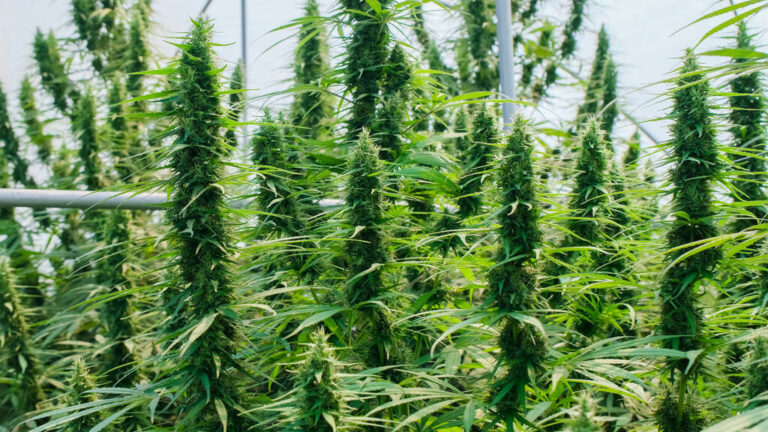 California Cannabis Regulators Propose Ending Individual Plant Tag ...