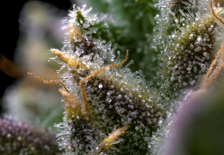 Rhode Island Senate Passes Cannabis Licensing Bill 34 to 3