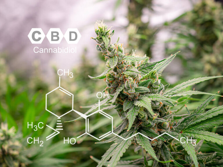 CBD Reduces Lung Injury by Targeting Inflammation, Oxidative Stress and ...