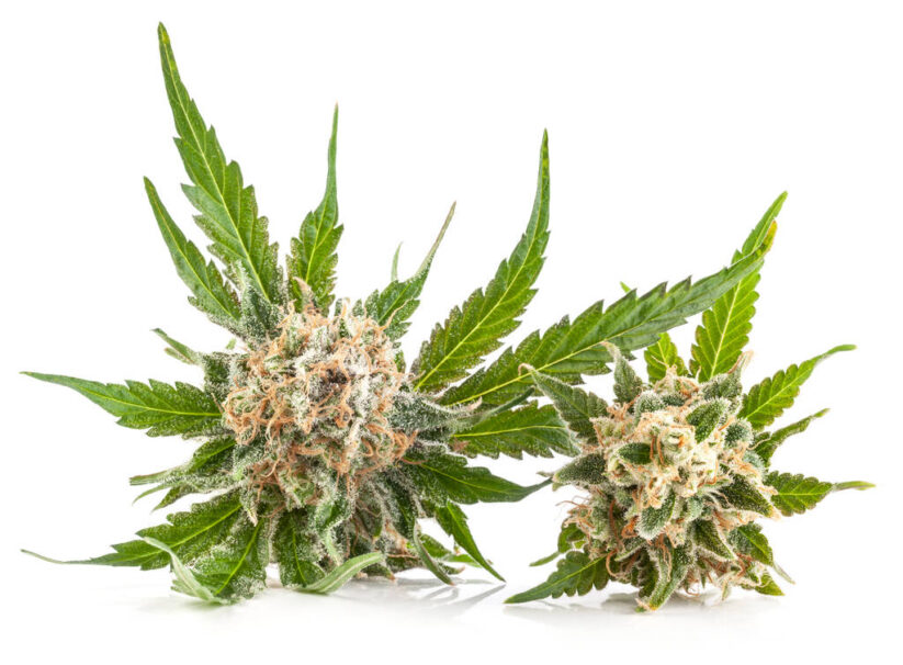 Pennsylvania Governor Calls for Recreational Cannabis to be Legalized ...