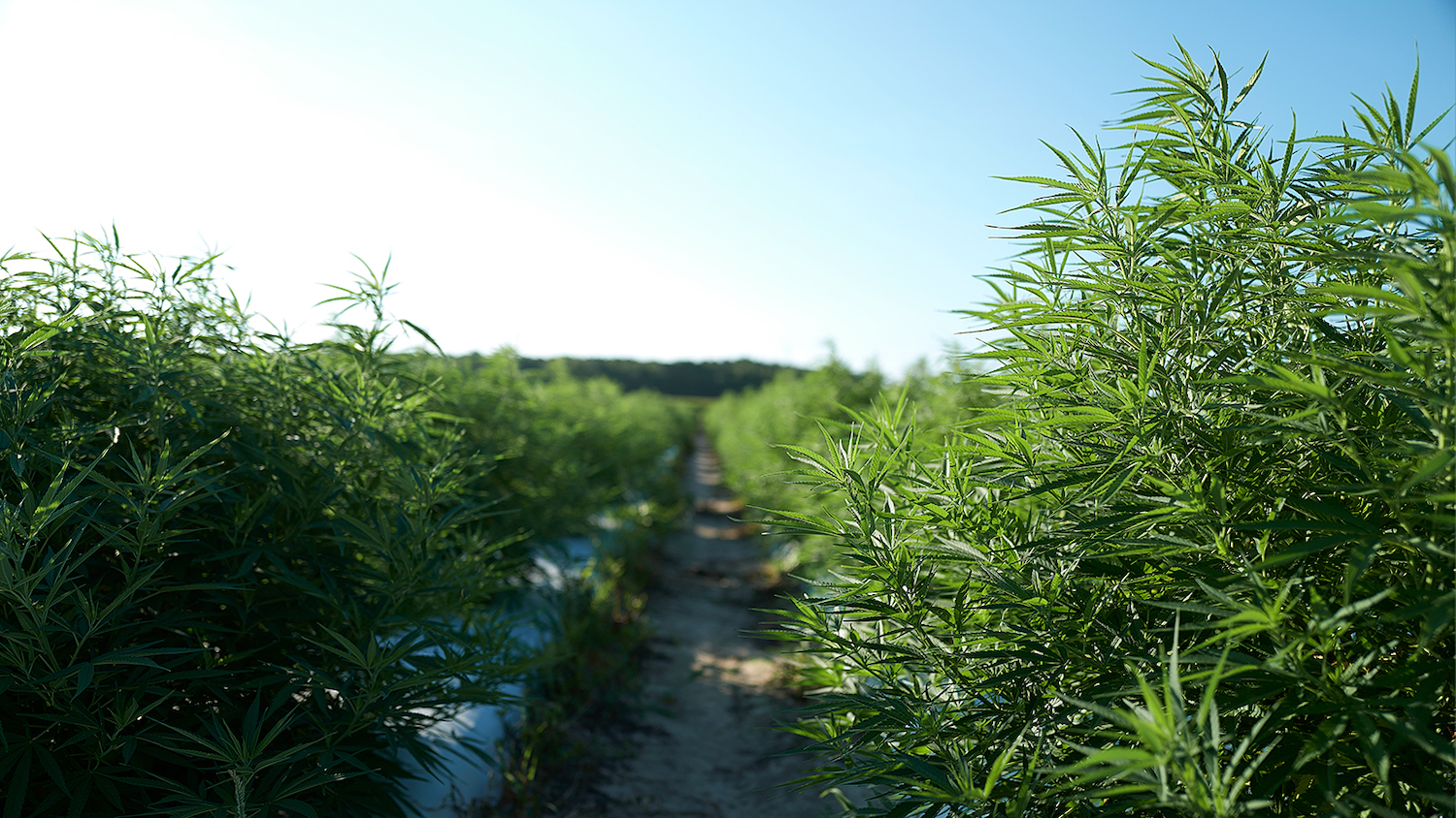 Federal Report: U.S. Hemp Industry Reaches $739 Million in 2025, Up 64% ...