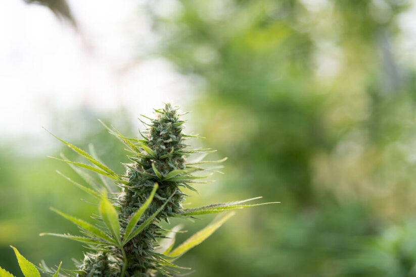 Study: Balanced THC/CBD Formula Protects Developing Brain Cells From ...