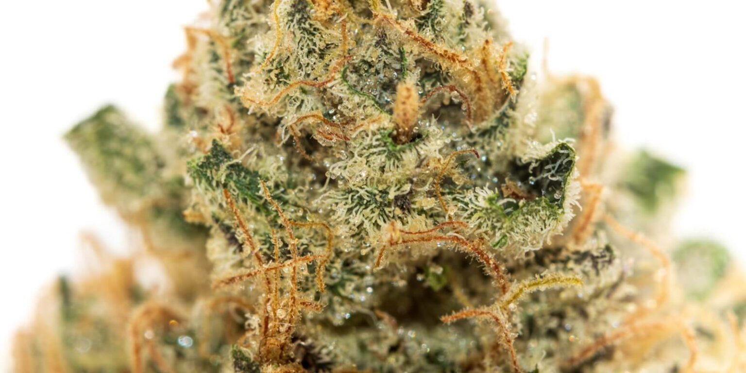 The 25 Most Popular Cannabis Strains for January 2026